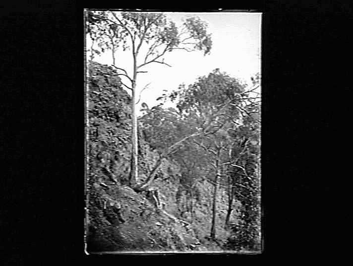Glass Negative - Forest, by A.J. Campbell, Queensland, circa 1900