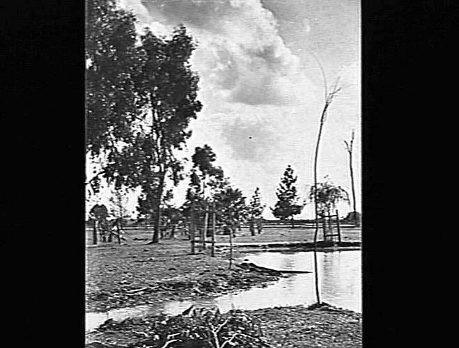 Negative - by Lilian L. Pitts, Merrigum, Victoria, circa 1910s