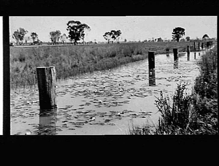 Negative - by Lilian L. Pitts, Merrigum, Victoria, circa 1910s