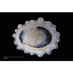 Patelloida alticostata (Angas, 1865)