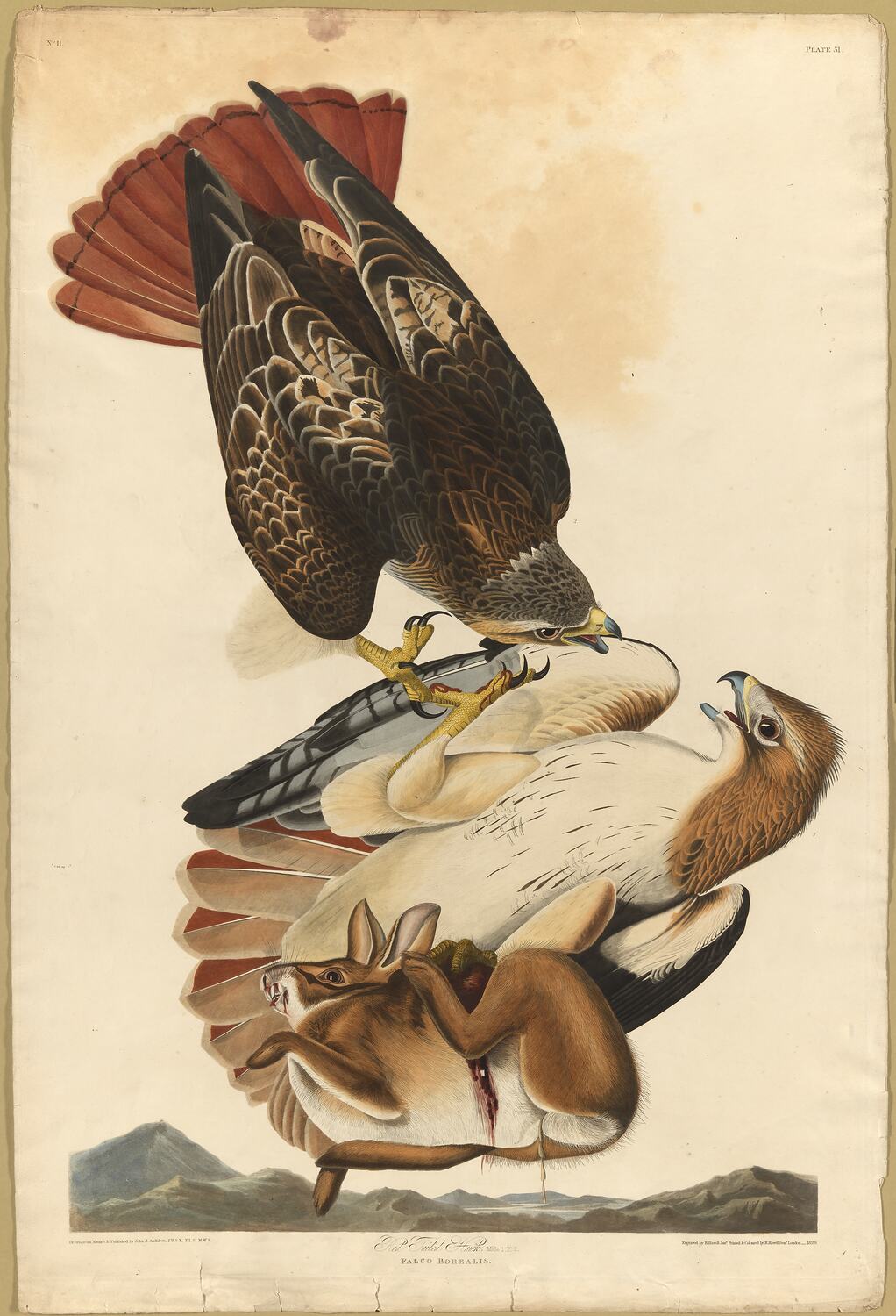 Print - Red-tailed Hawk, John James Audubon