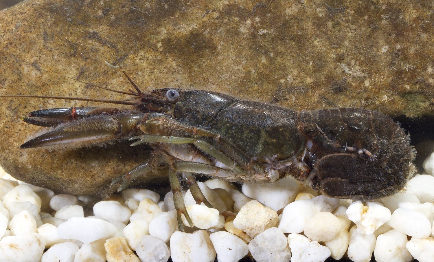Cherax destructor Clark, 1936, Yabby