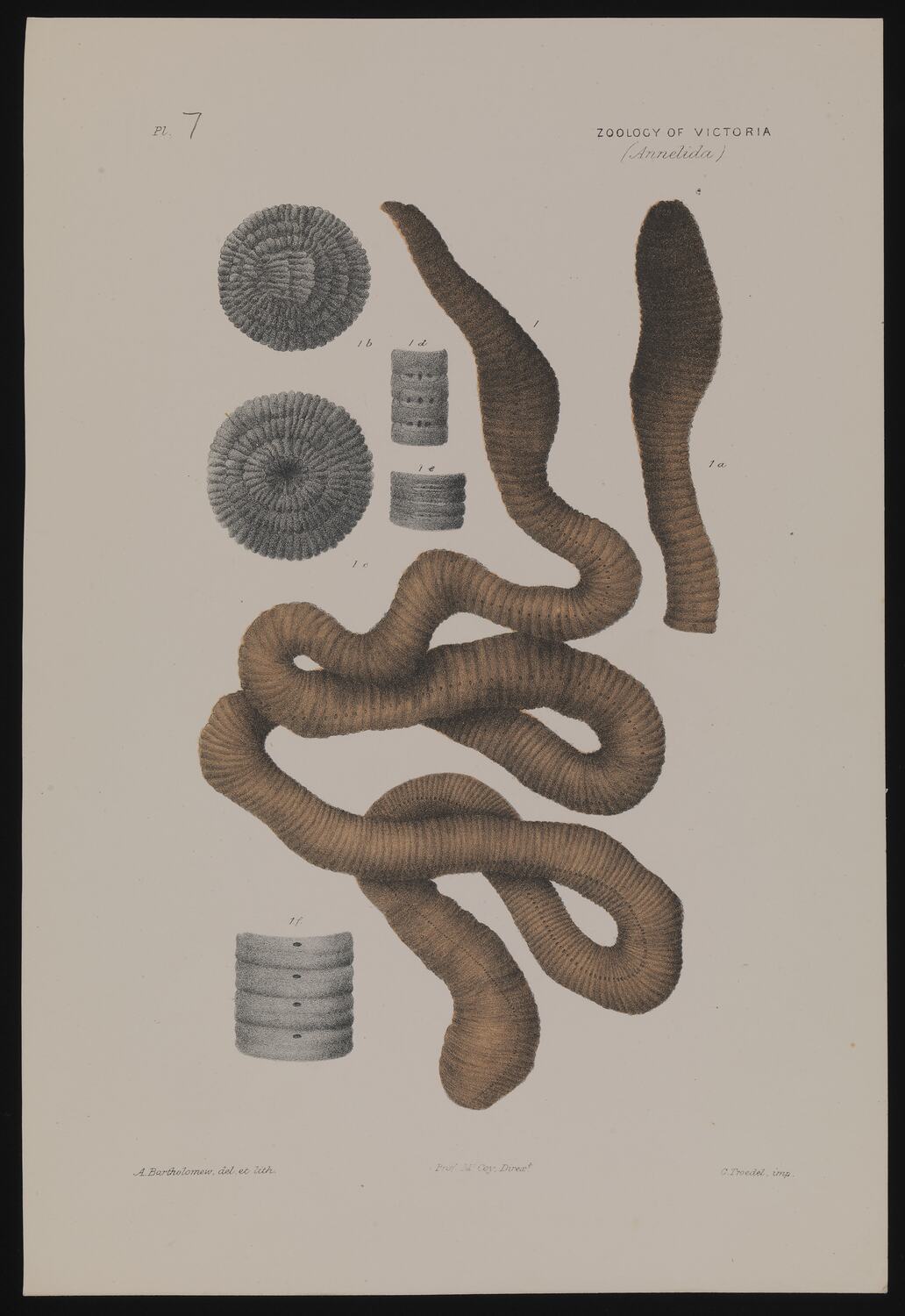 Lithographic colour proof - The Giant Earth-worm, Megascolides ...