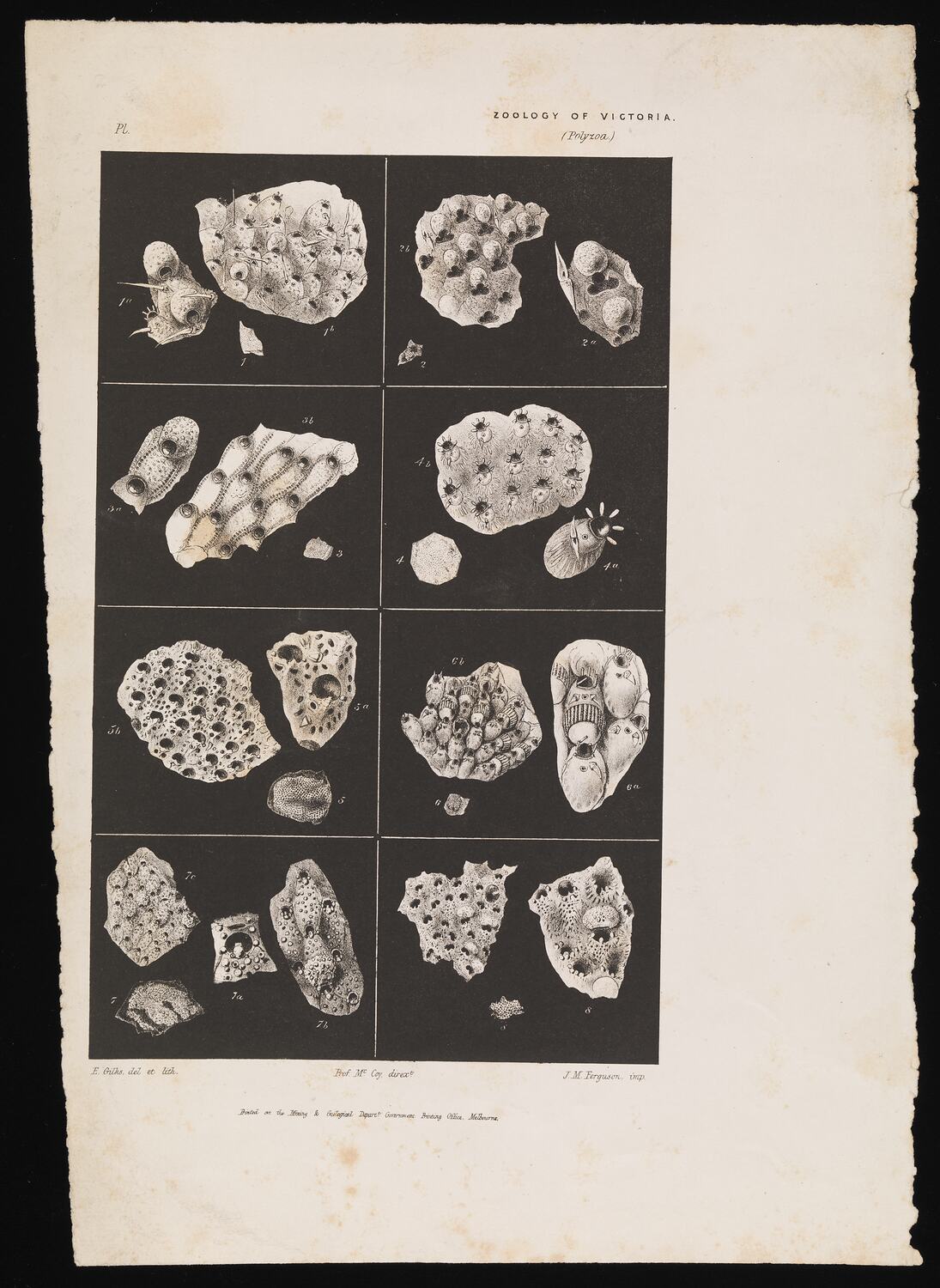 Lithographic Print - Lithographic Ink on Paper