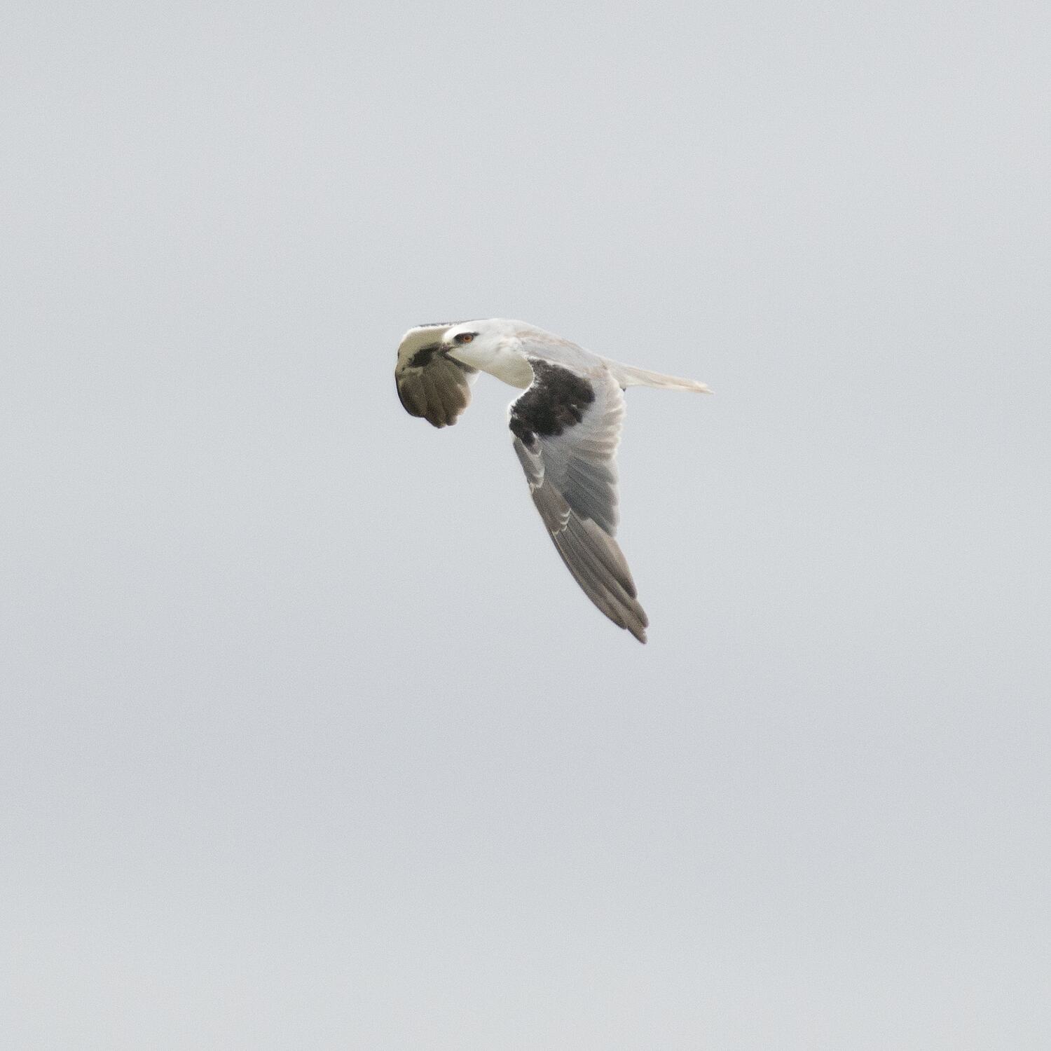 Elanus axillaris, Black-shouldered Kite