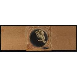 Hornera robusta MacGillivray, 1883