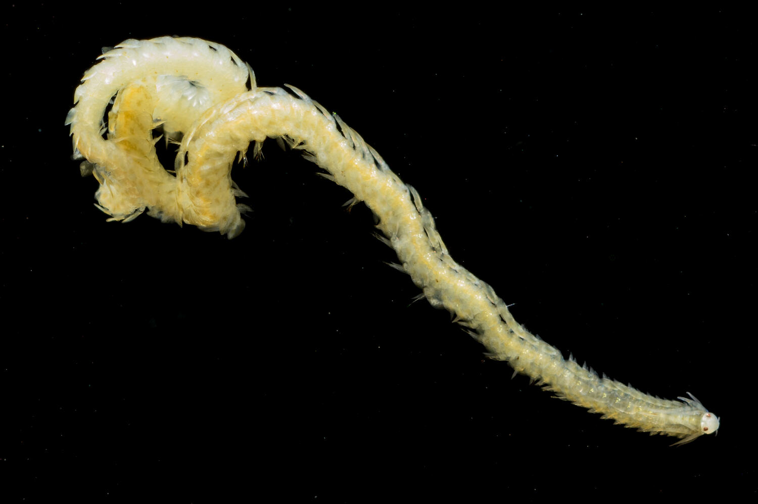 Phyllodoce duplex Mcintosh, 1885