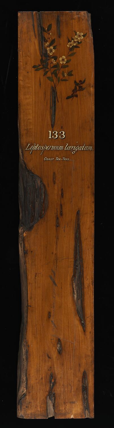 Timber Sample - Coast Tea Tree, Leptospermum laevigatum, Victoria, 1885