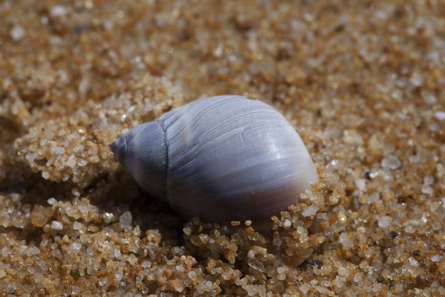 Polinices (Conuber) conicus (Lamarck, 1822), Moon Snail