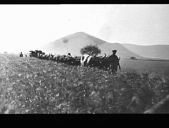 Photograph - H.V. McKay Massey Harris, Farm Equipment Manufacture ...