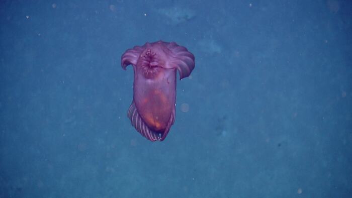 Enypniastes eximia Théel, 1882, Swimming sea cucumber