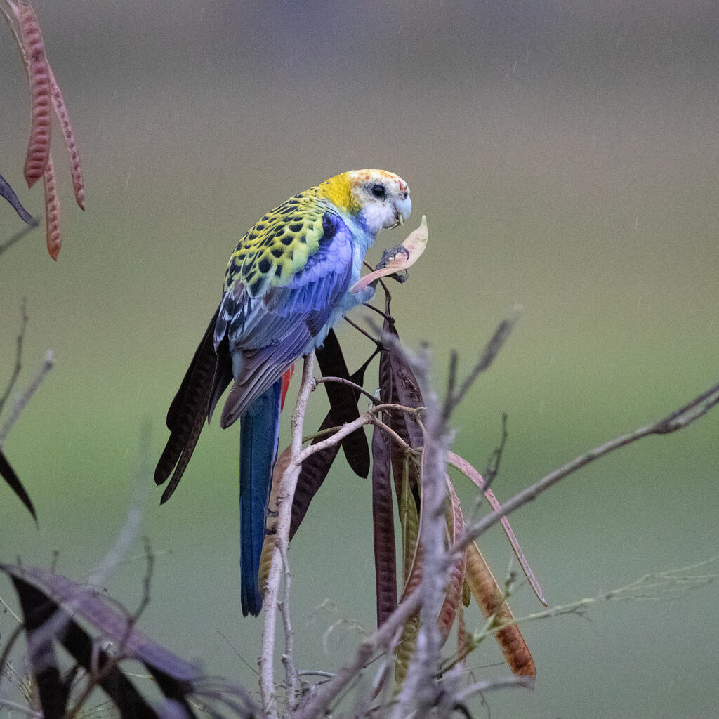 Platycercus adscitus, Pale-headed Rosella