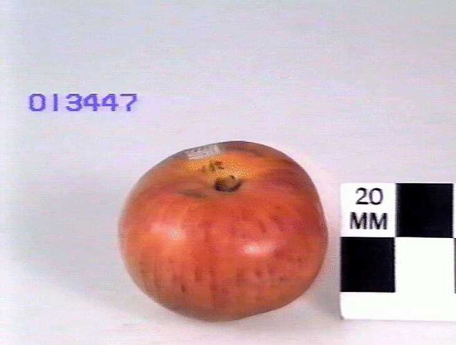 Apple Model - Crisp Pippin, Hawthorn, 1875