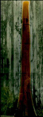 Lantern Slide - Mountain Ash Tree, Fumina, Victoria, 1936