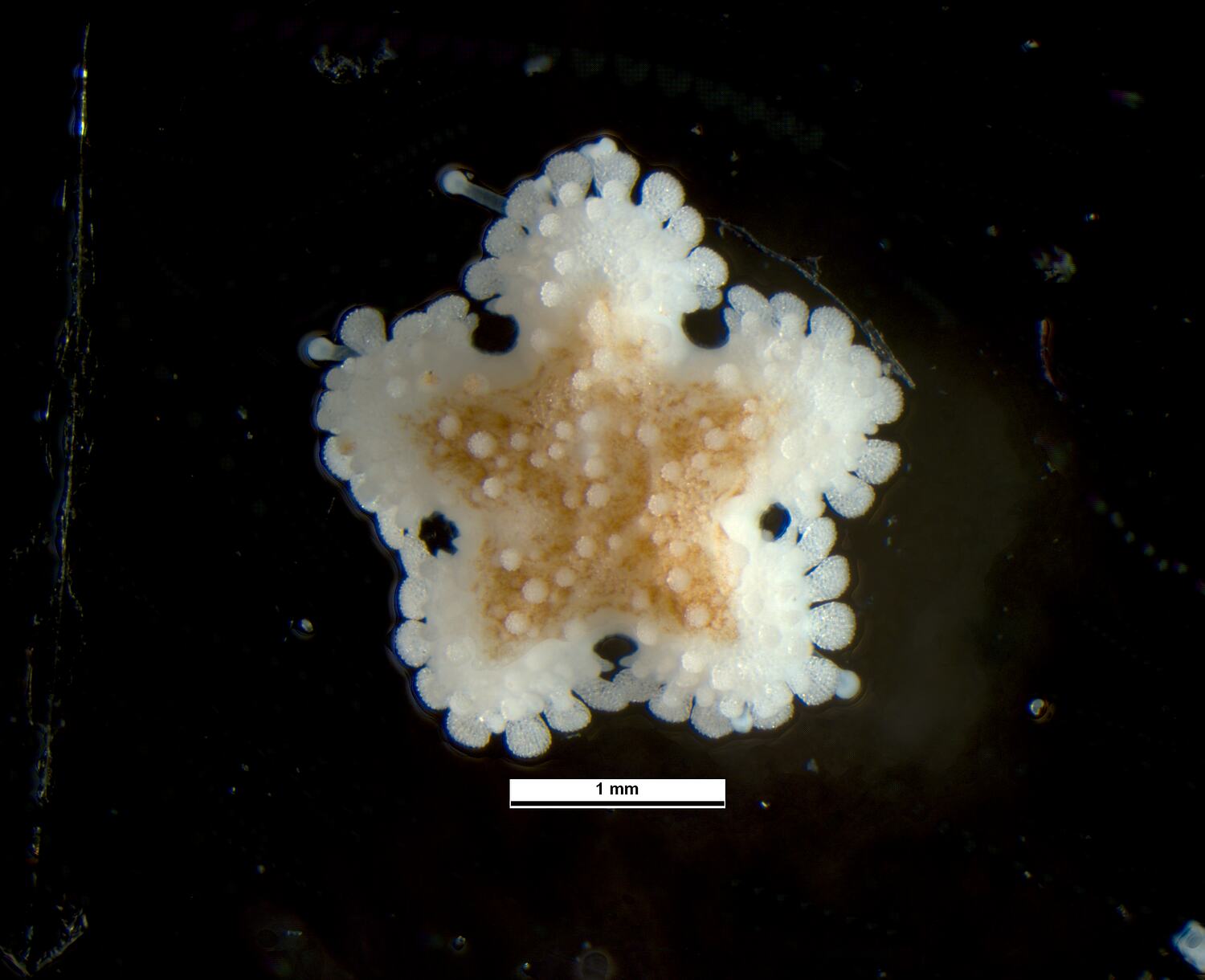 Allostichaster palmula Benavides Serrato & O'Loughlin, 2007