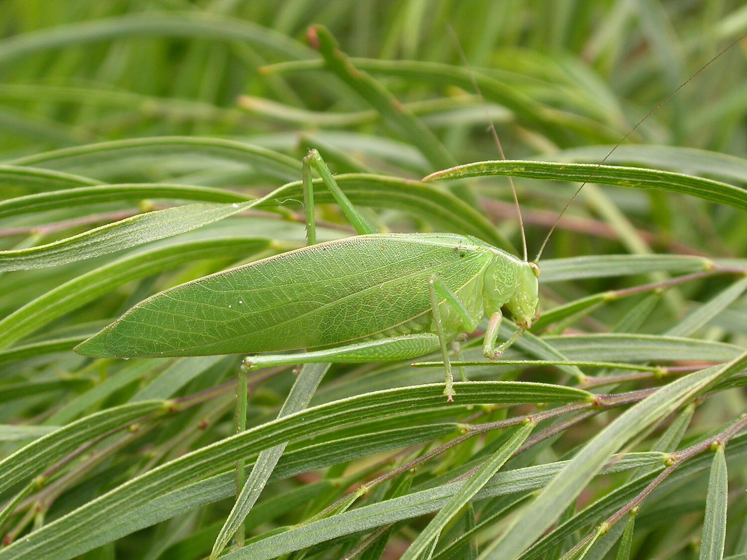 Caedicia, Katydid
