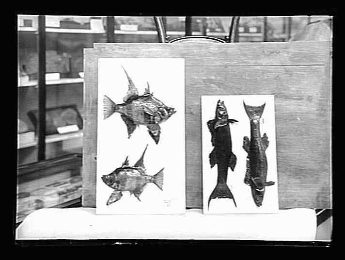 Glass Negative - Fish Exhibition Display, by A.J. Campbell, Melbourne ...