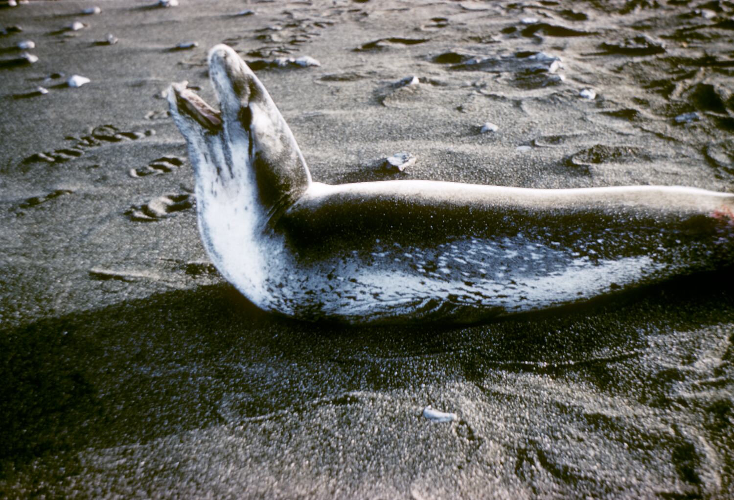 Slide - Sea Leopard, Macquarie Island, Tasmania, 1959
