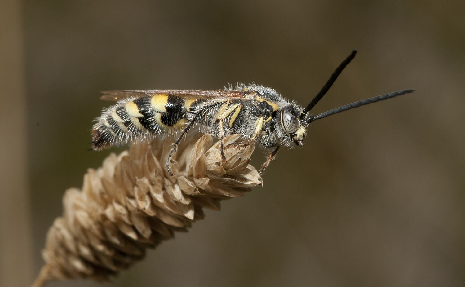 Scoliidae