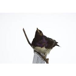 Cinnyricinclus leucogaster verreauxi