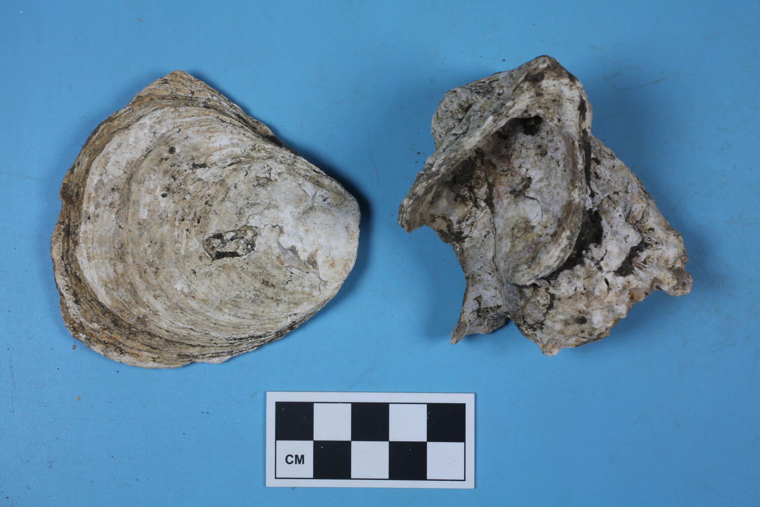 Shell - Oyster