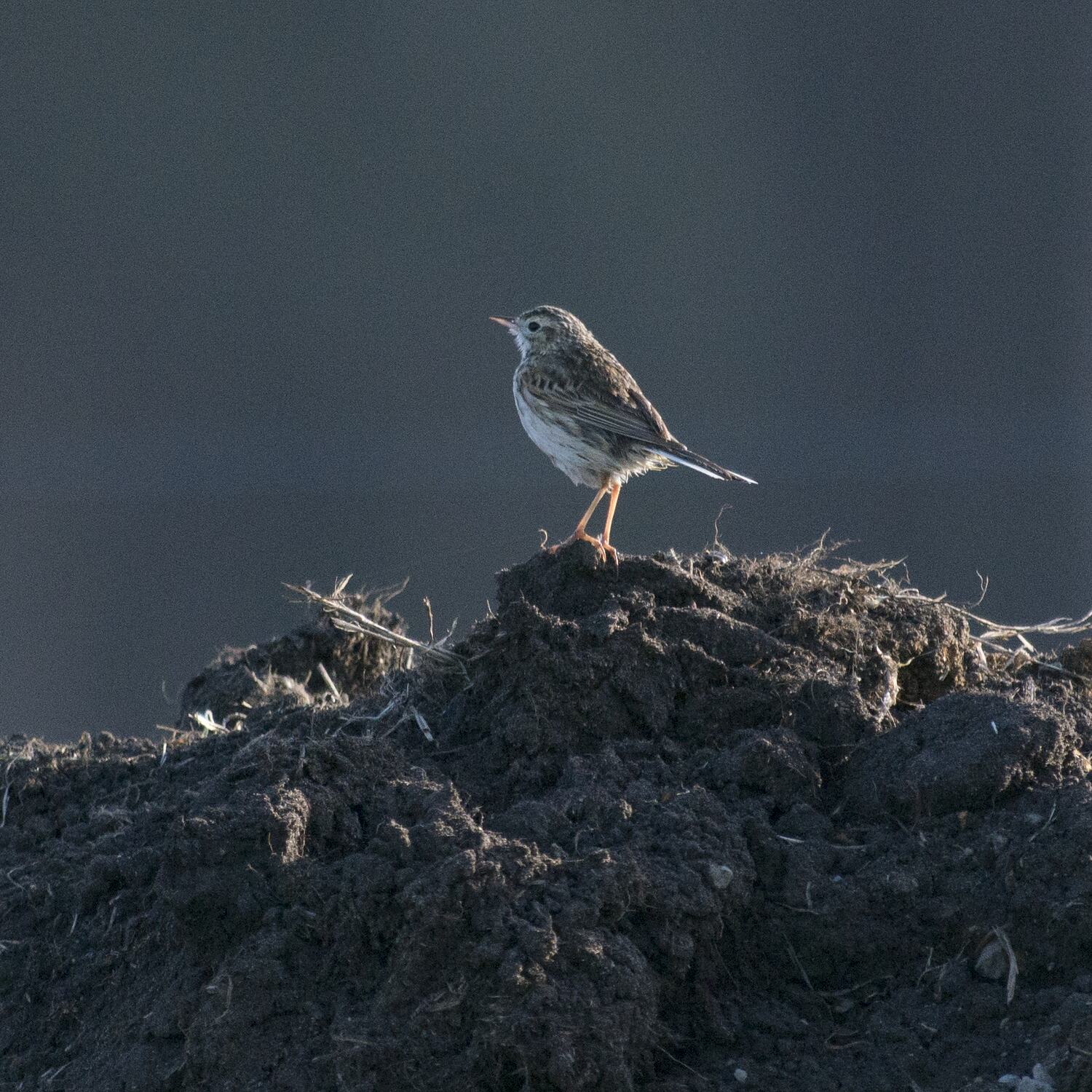 Alauda arvensis, Eurasian Skylark