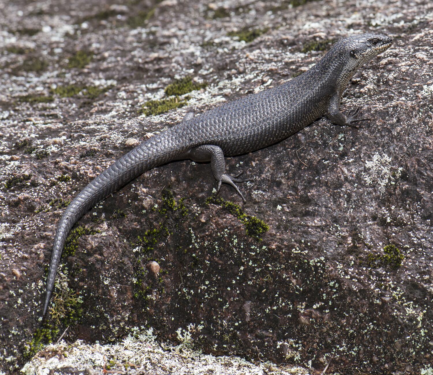 Egernia saxatilis Cogger, 1960, Black Rock Skink