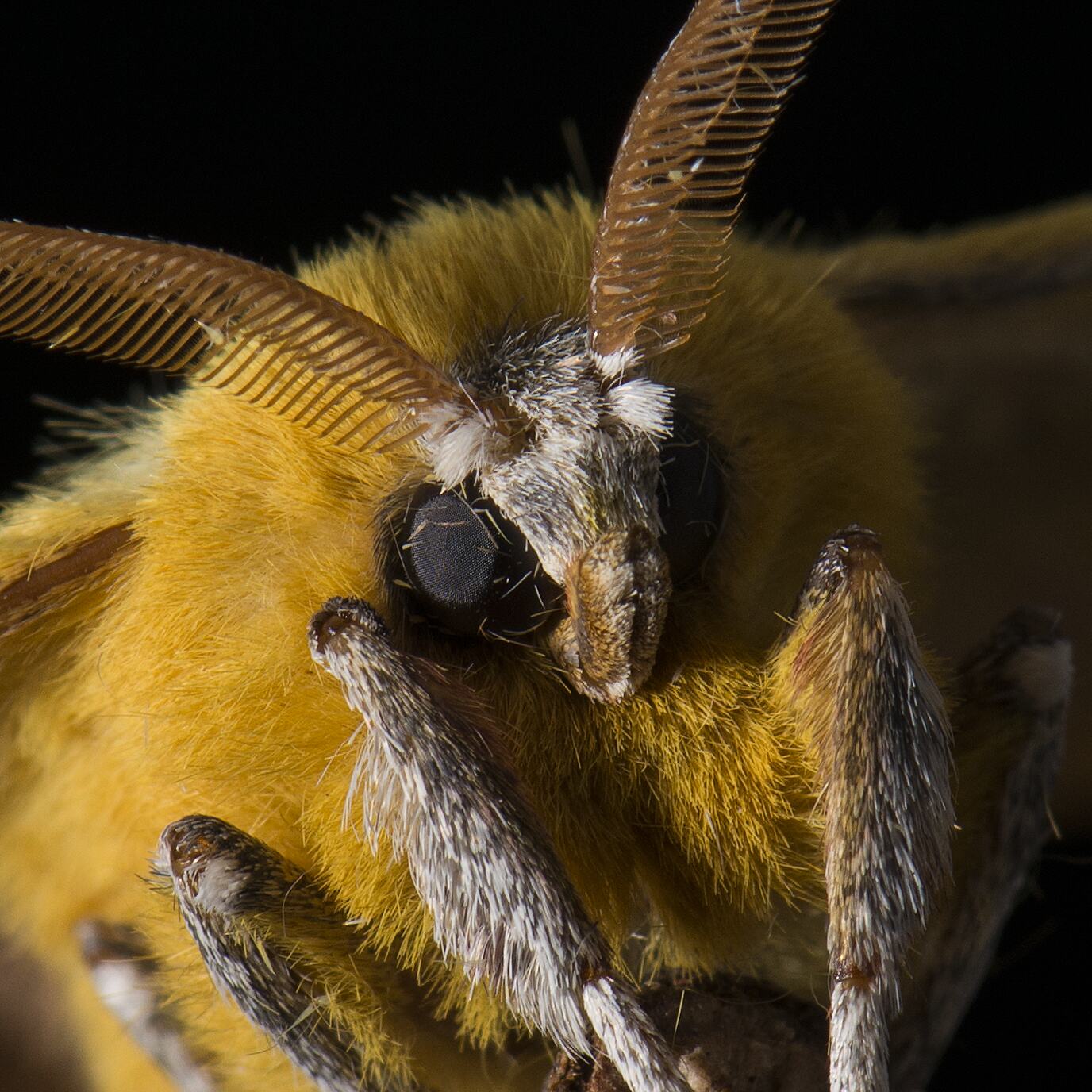 Anthela excellens (Walker, 1855)