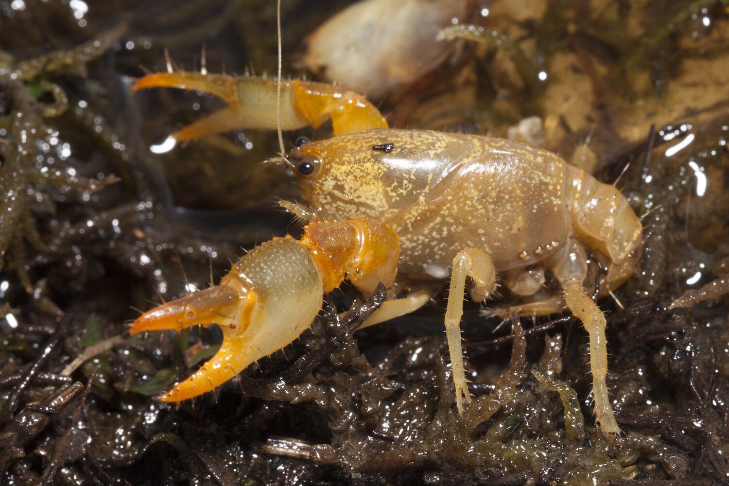 Engaeus tuberculatus Clark, 1936