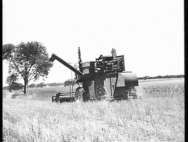 Photograph - Massey Ferguson, Sunshine Model 585 Header Harvester in ...