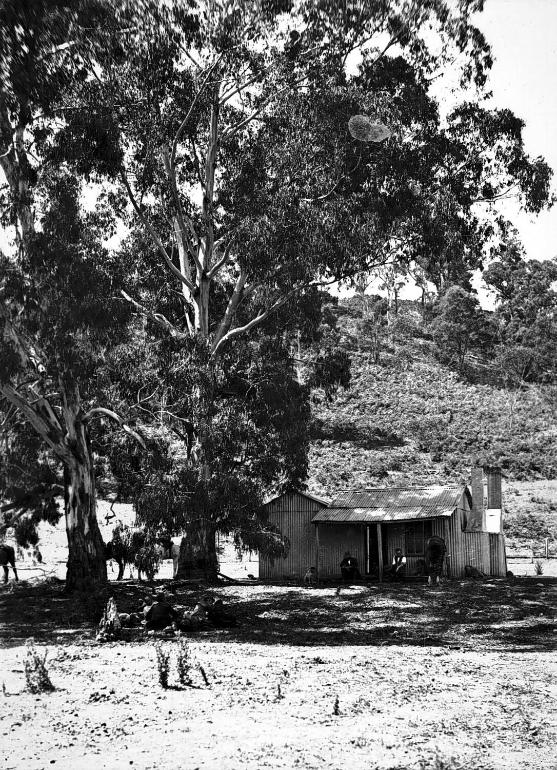 Negative - Howqua Hills, Victoria, 1915