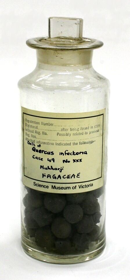 Seed Sample - Quercus infectoria, India, 1880s