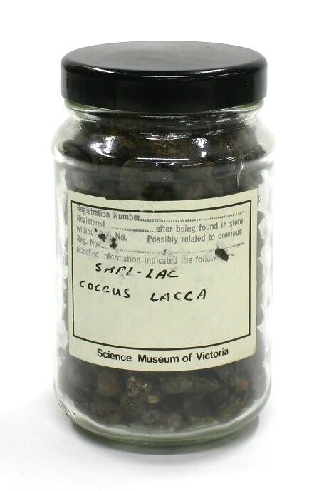 Shellac - Coccus lacca, India, 1880s