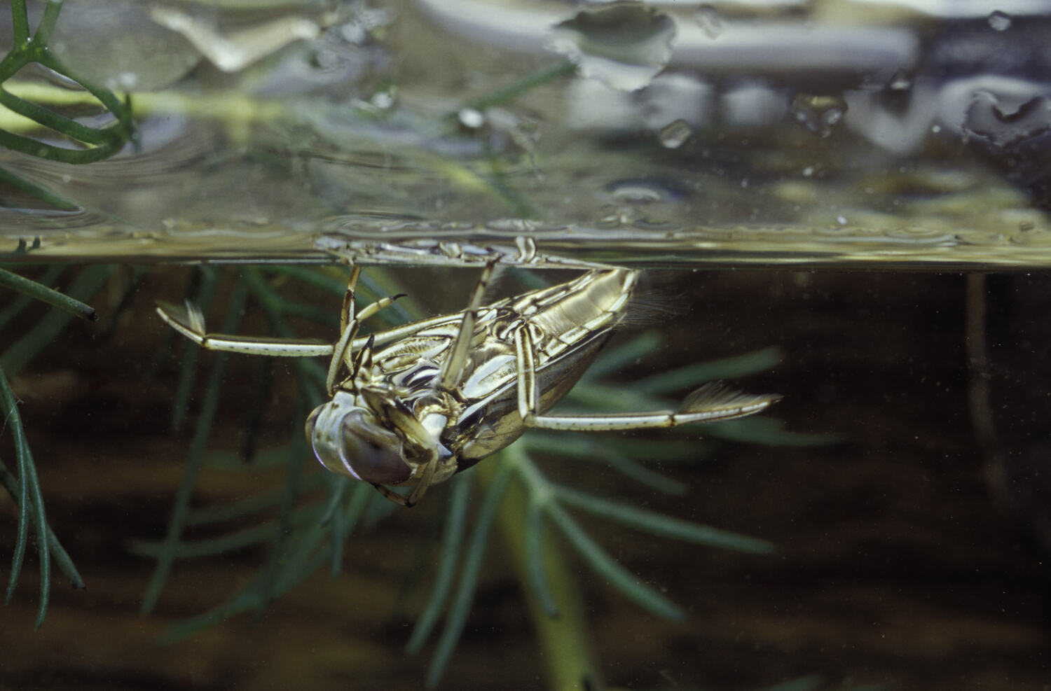 Notonectidae, Backswimmer