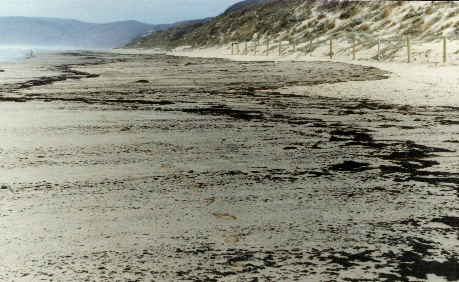 Digital Image - Ash Washed Ashore, Bushfire Beach Survey, Lorne, Feb 1983