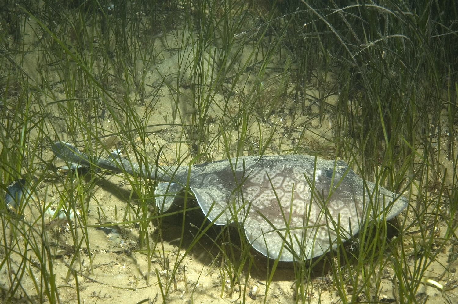 Urolophus gigas Scott, 1854, Spotted Stingaree