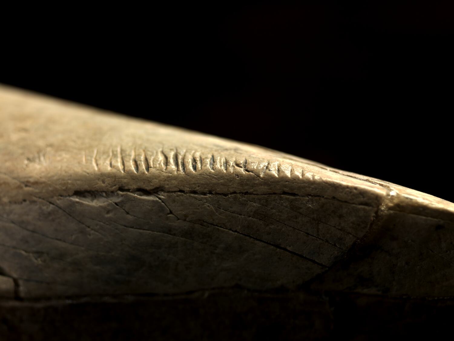 Fossil - Diprotodon tooth, Spring Creek, Victoria, 1984, Diprotodon ...