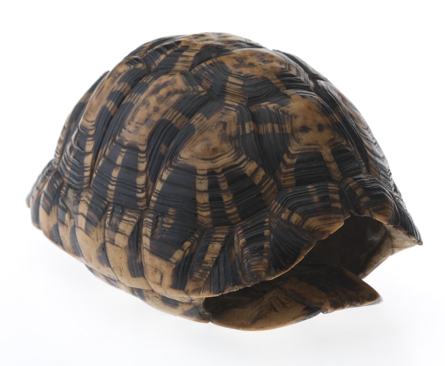 Tortoise Shell - Indian Star Tortoise (Geochelone elegans), Indian or ...