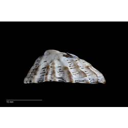 Patelloida alticostata (Angas, 1865)