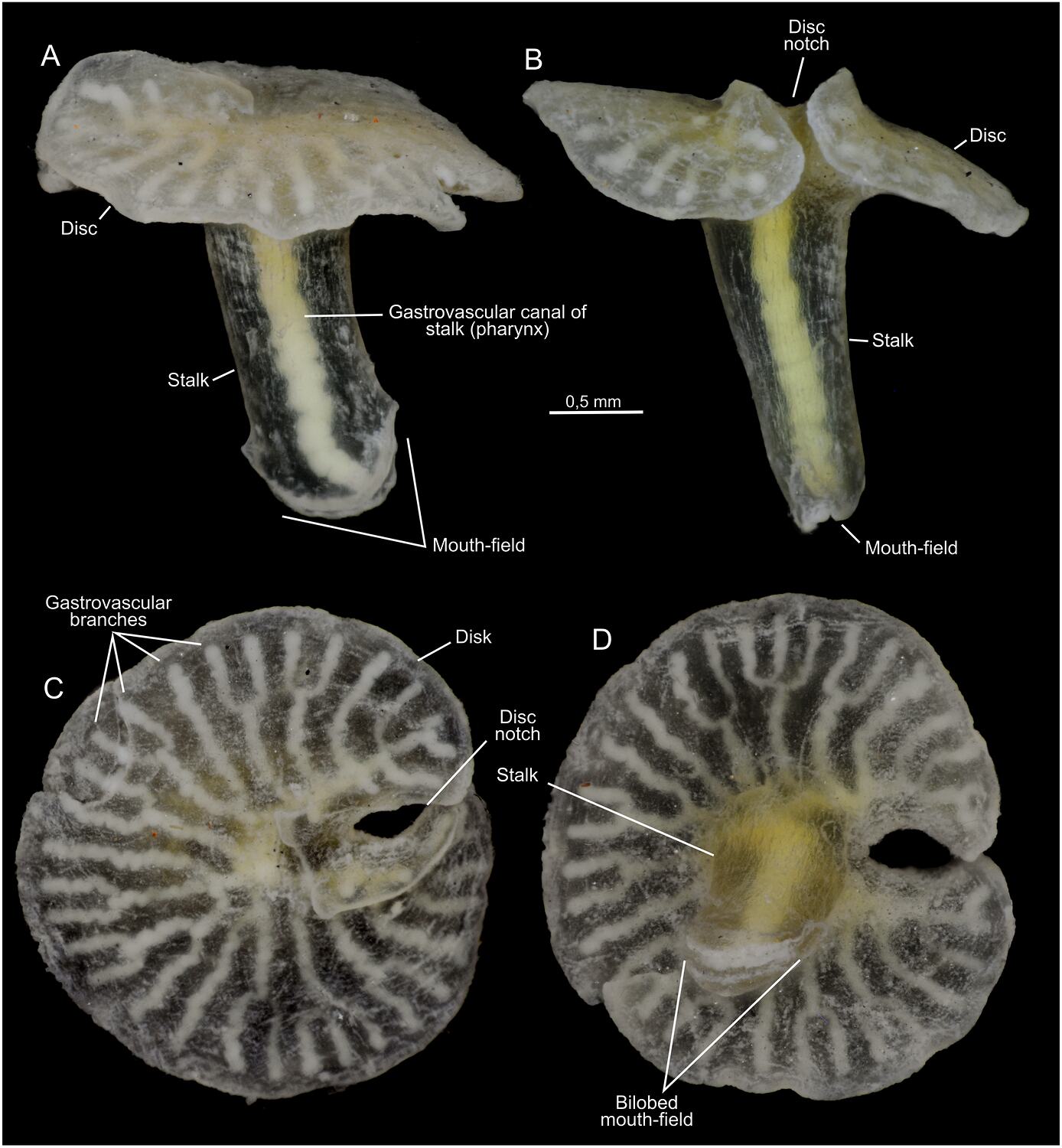 Dendrogramma enigmatica Just et al., 2014