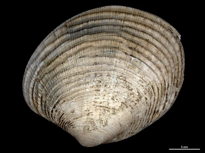 Katelysia rhytiphora (Lamy, 1935)