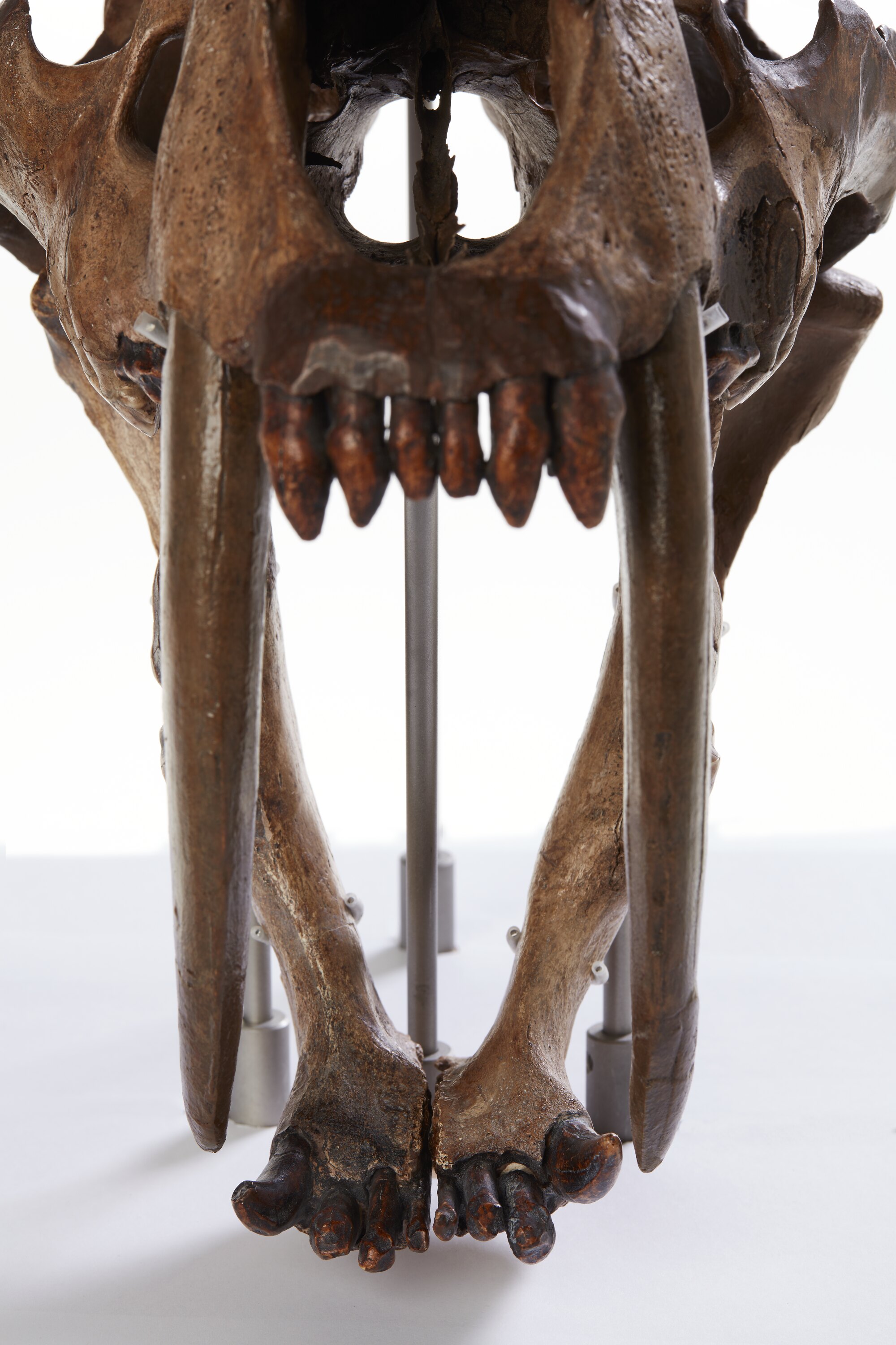 Smilodon Skull Real