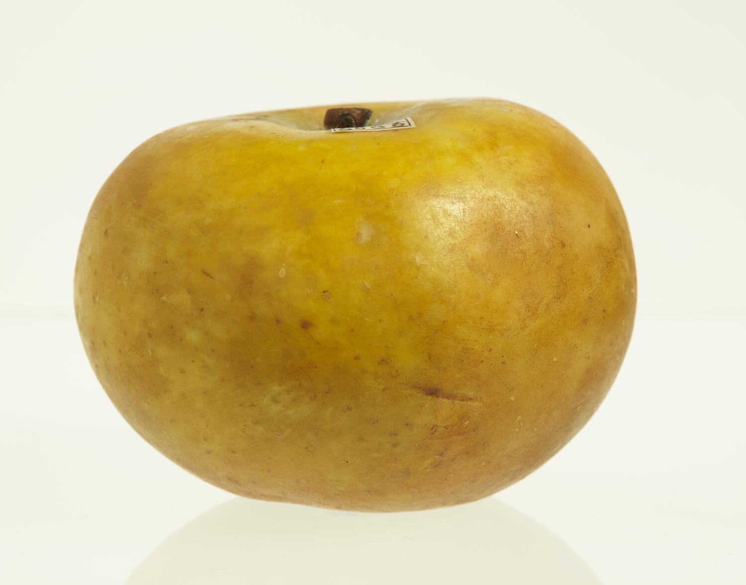 Apple Model - Golden Noble, Riddells Creek, Victoria, 1875