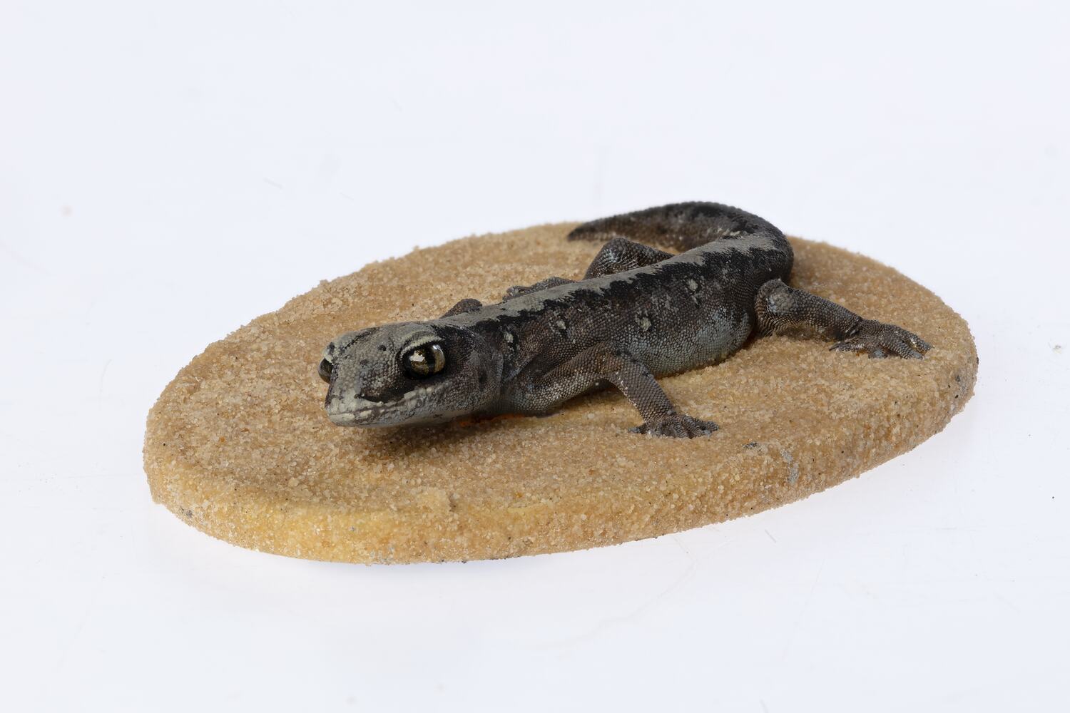 Research Focus, Lizards - Eastern Stone Gecko, Diplodactylus vittatus ...