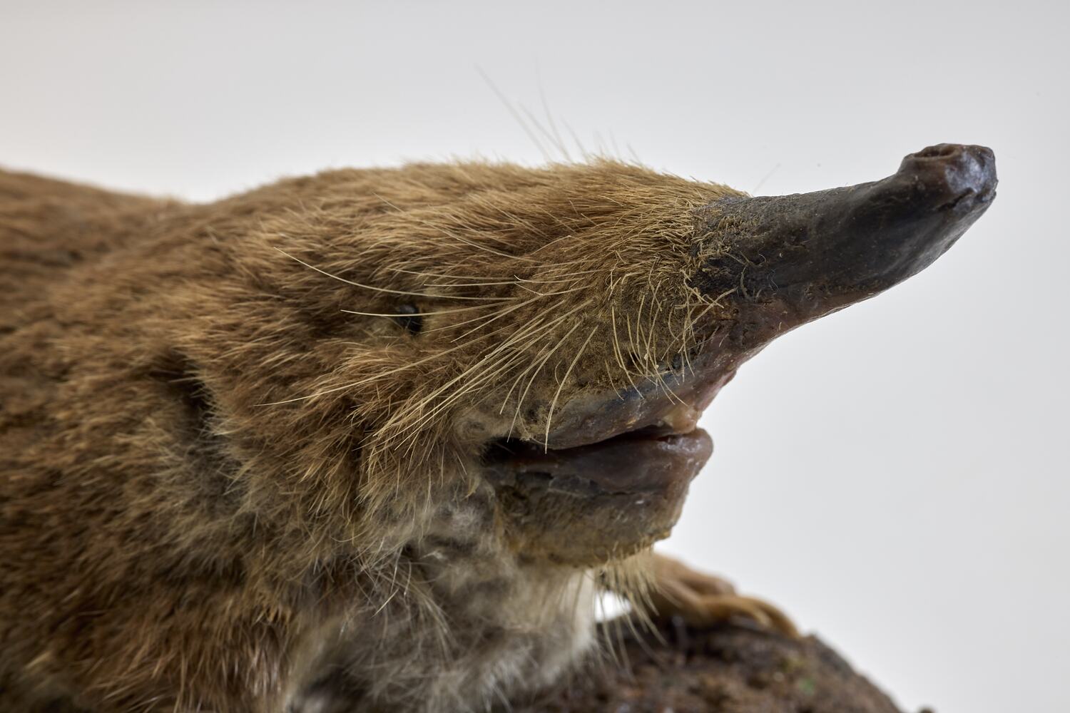 Our Wondrous Planet, Our Wild Family: Taxidermy Mount - Russian Desman ...