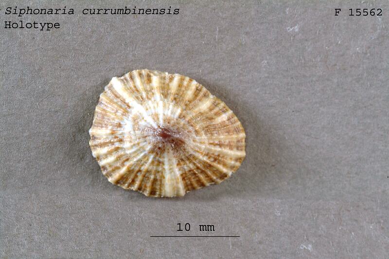 Siphonaria (Siphonaria) currumbinensis Hubendick, 1955