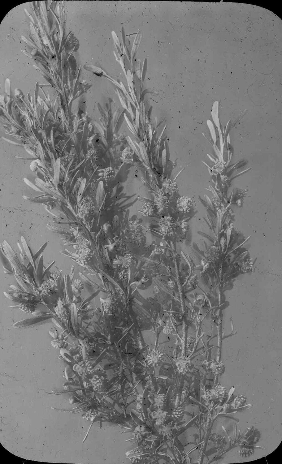 Lantern Slide - Turpentine Bush, Australia, Date Unknown