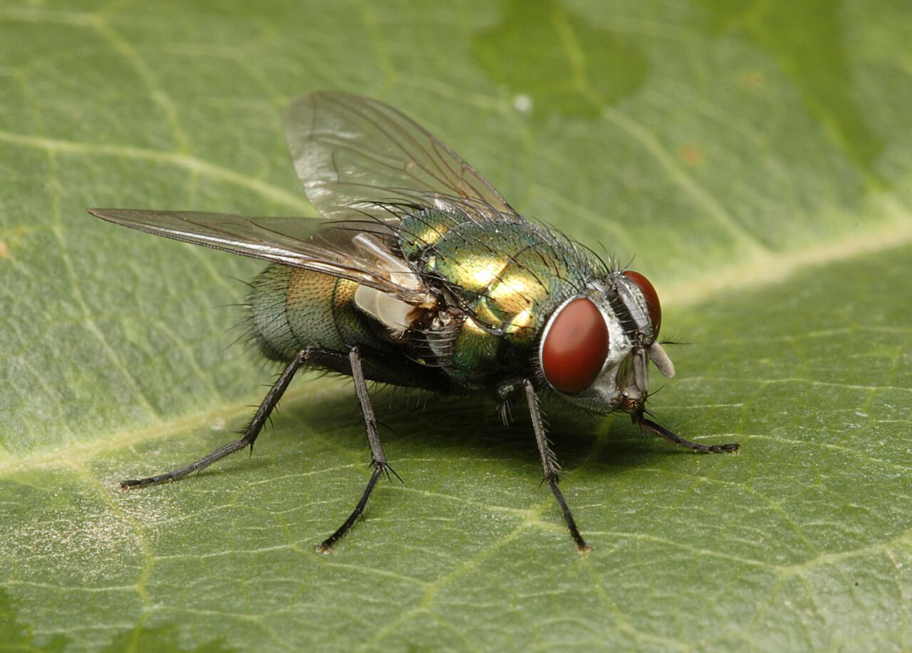 Lucilia cuprina (Wiedemann, 1830), Australian Sheep Blowfly