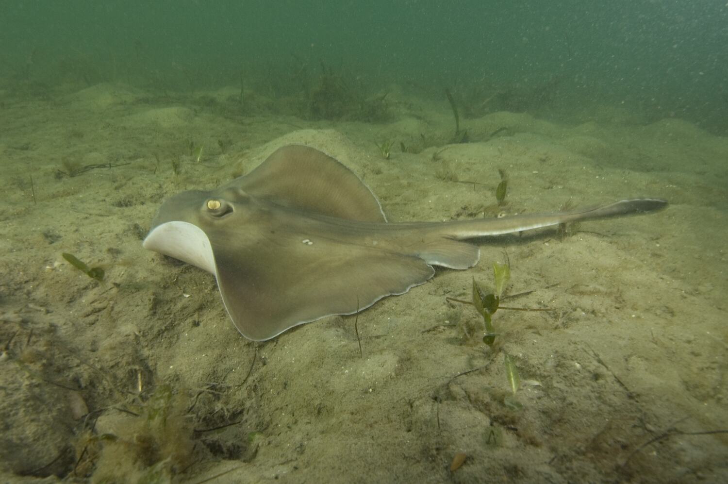 Urolophus paucimaculatus Dixon, 1969, Sparsely-spotted Stingaree