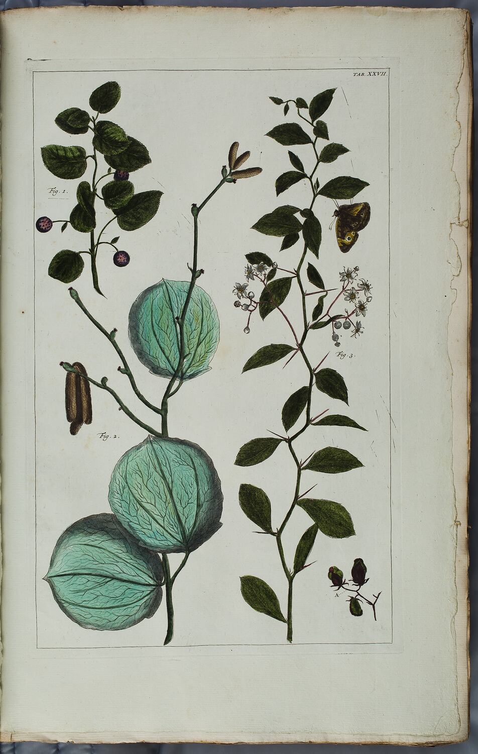 Rare Book - Albertus Seba, Locupletissimi Rerum Naturalium Thesauri ...